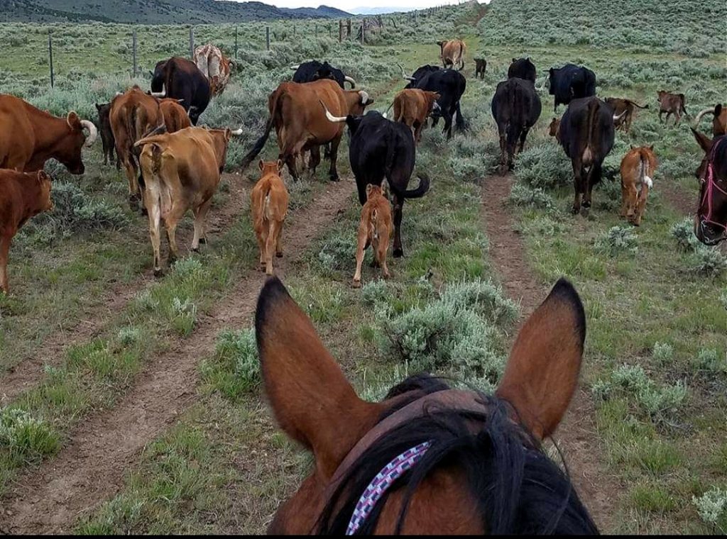 5 Of America's Best Luxury Dude Ranches | Unique Vacation Ideas