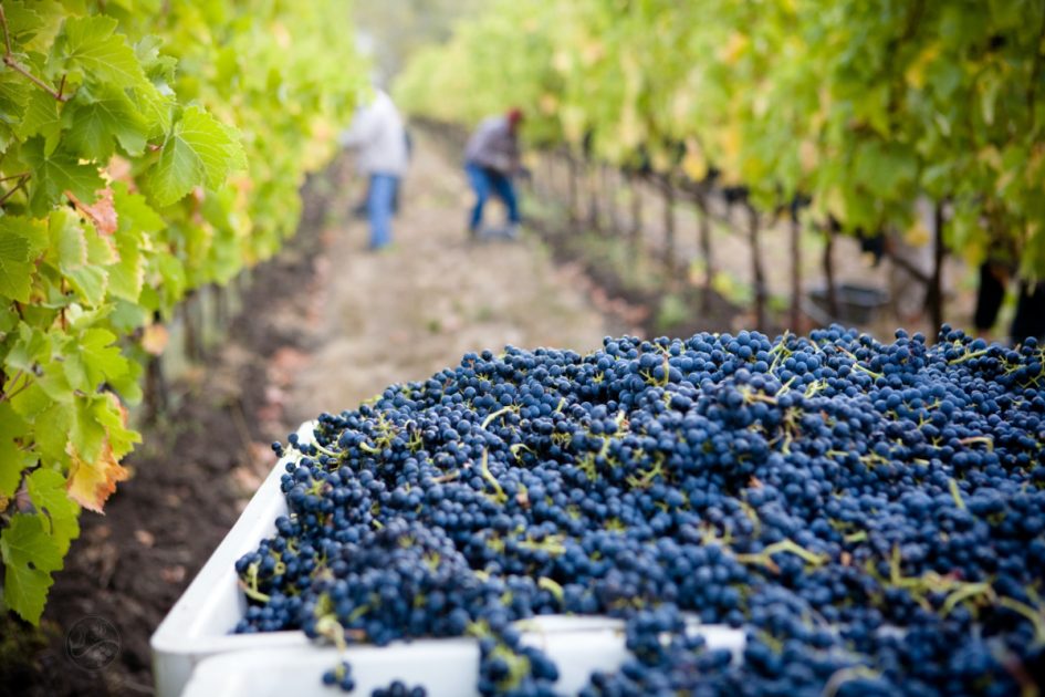 5 Of The Best Wineries In Minnesota To Visit | Minnesota Tourism