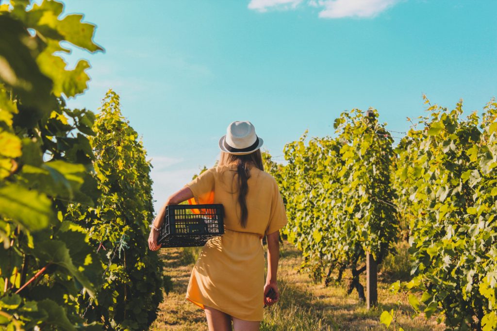 5 Of The Best Wineries In Minnesota To Visit | Minnesota Tourism