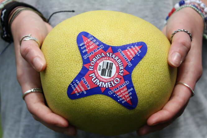 When Are Pummelos In Season?