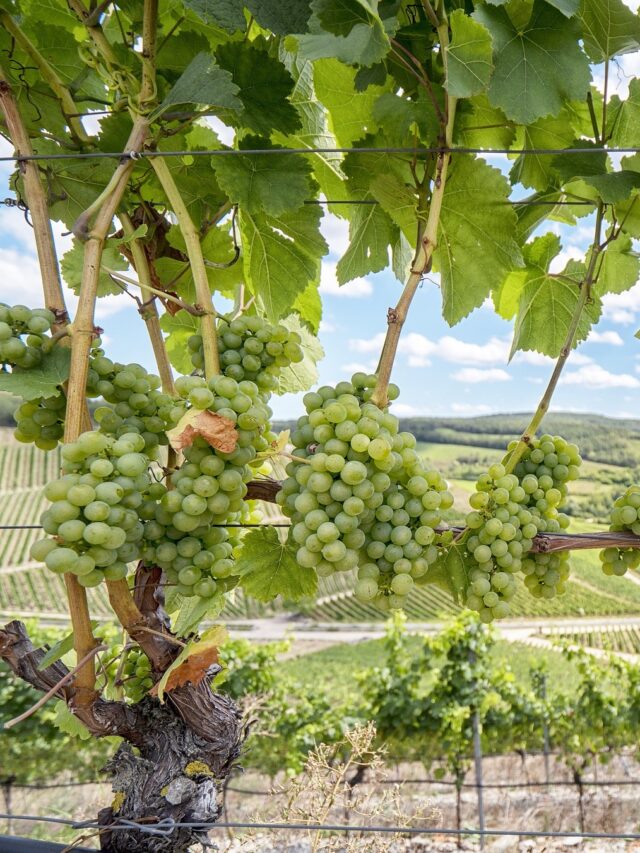 5 Of The Best Wineries In Minnesota To Visit - Food Wine Sunshine