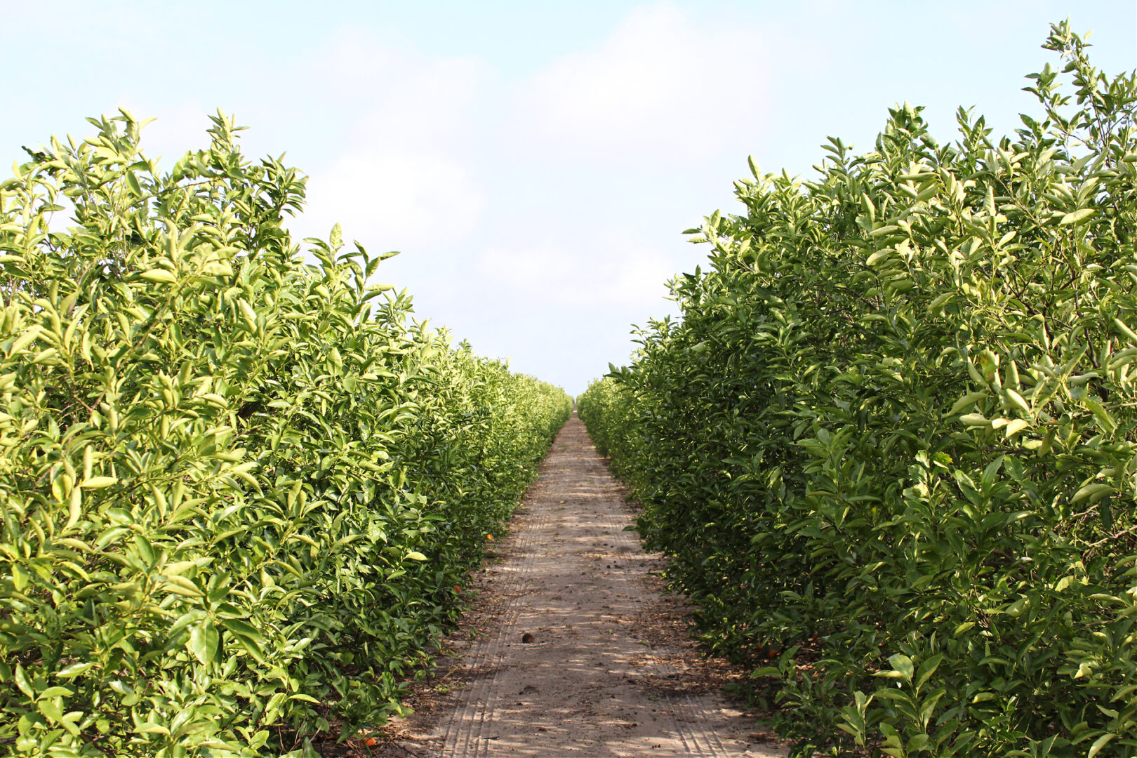 When Are Tangerines In Season?